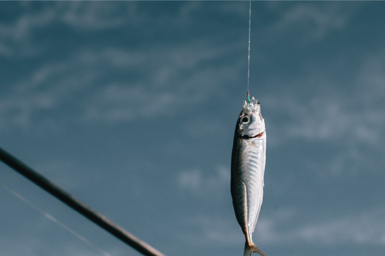 5 Teknik Memancing untuk Pemula - Duraking Fishing